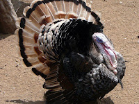 BABOSADAS MIAS Y DEMAS HIERBAS: EL CHOMPIPE DE LA FIESTA