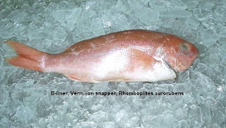 Export Suriname Products: B-liner/Vermillion snapper