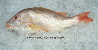 Export Suriname Products: Lane snapper