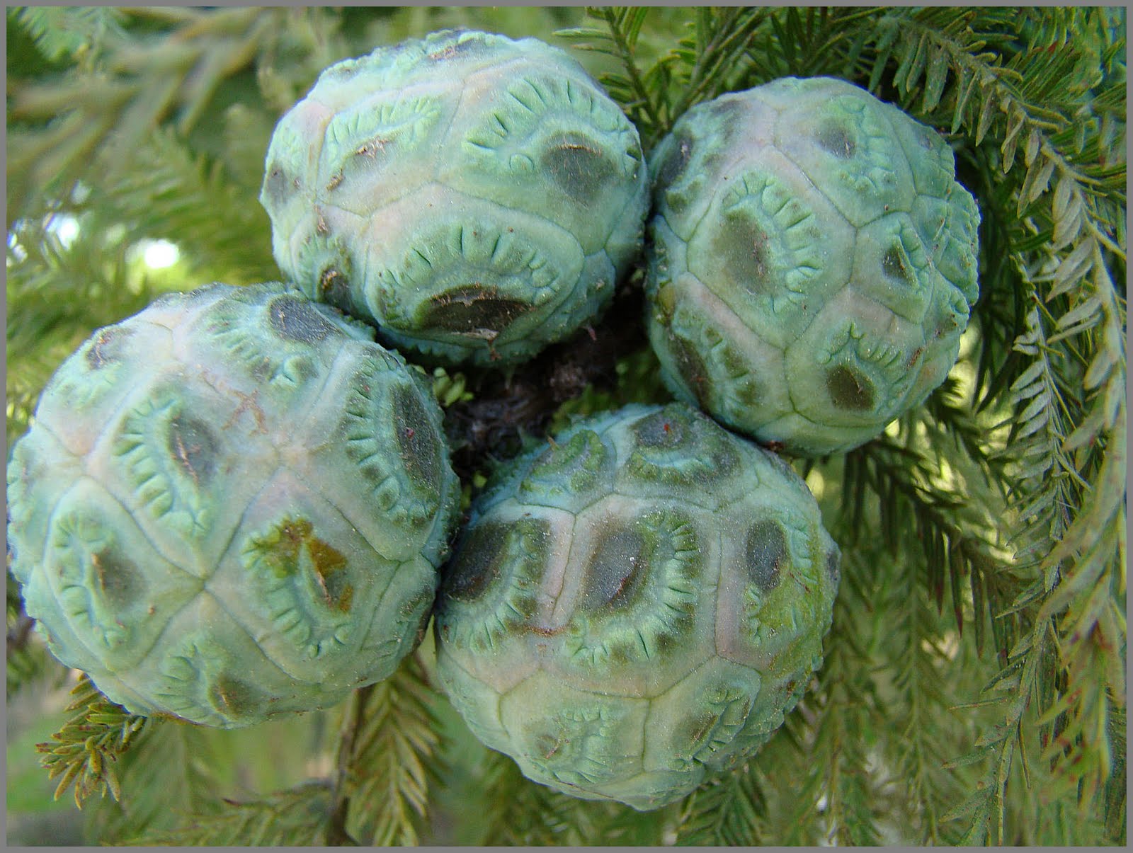 Whats UP down South: Photo Challenge : Circles