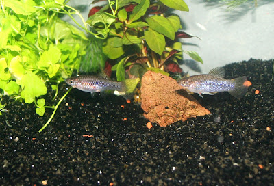 Leo's Aquarium: Limia perugiae