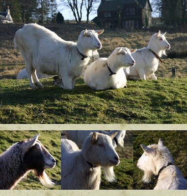 The Hermitage: Kneeling Goats and Mossy Kettles