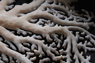 COALESCE: Coral forms