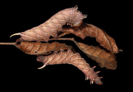 Laman Agro @ Sains Pertanian: Penyamaran Sang Beluncas