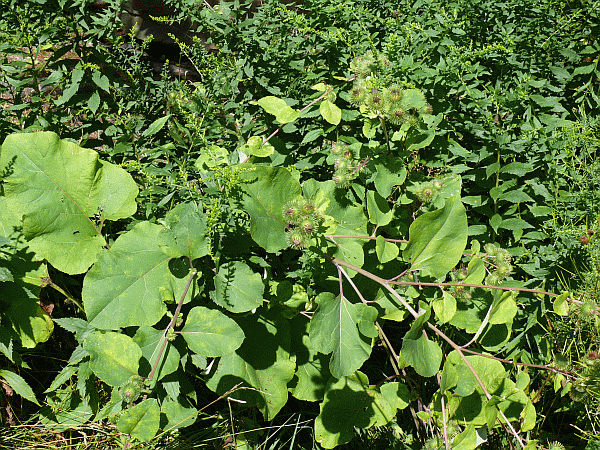 Burdock ~ Hudson Valley Geologist
