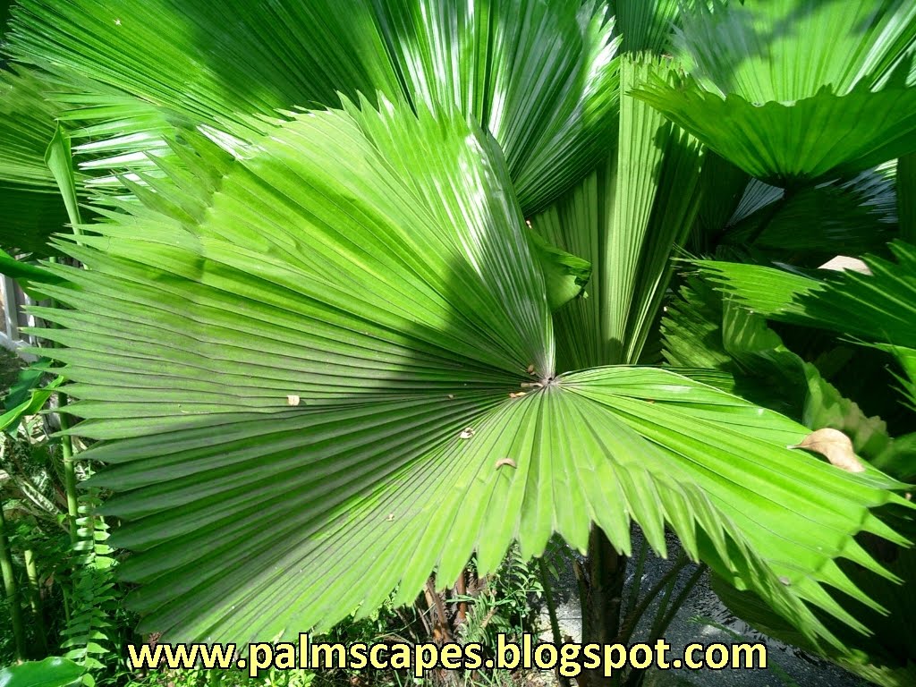 PalmScapes: The Ruffled Fan Palm