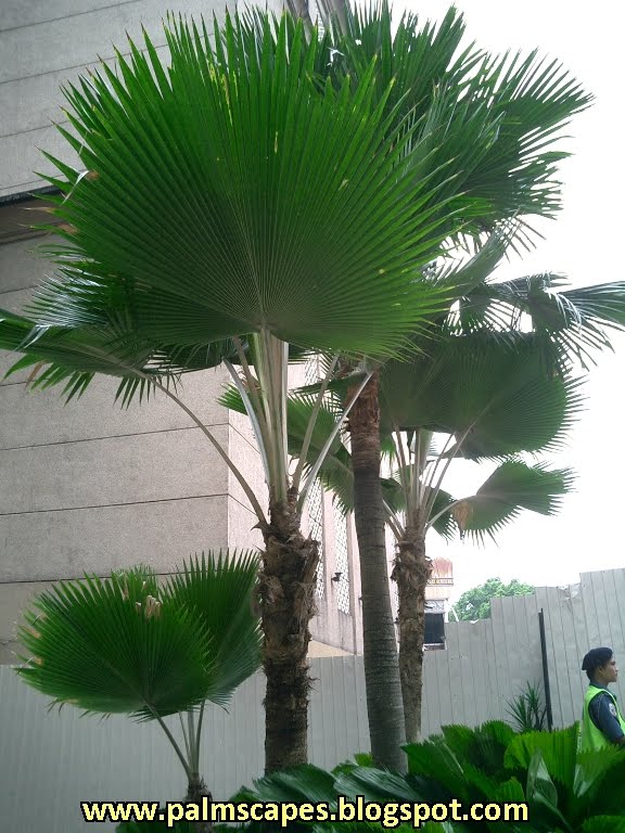 PalmScapes: The Fiji Fan Palm