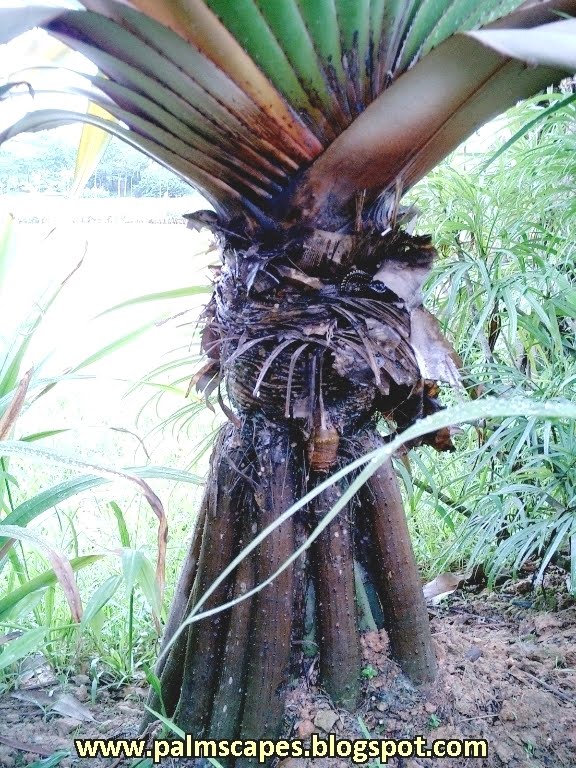 PalmScapes: The Red Edged Pandanus