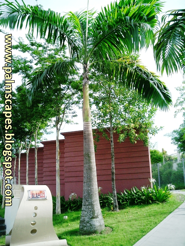 PalmScapes: The Carribean Royal Palm