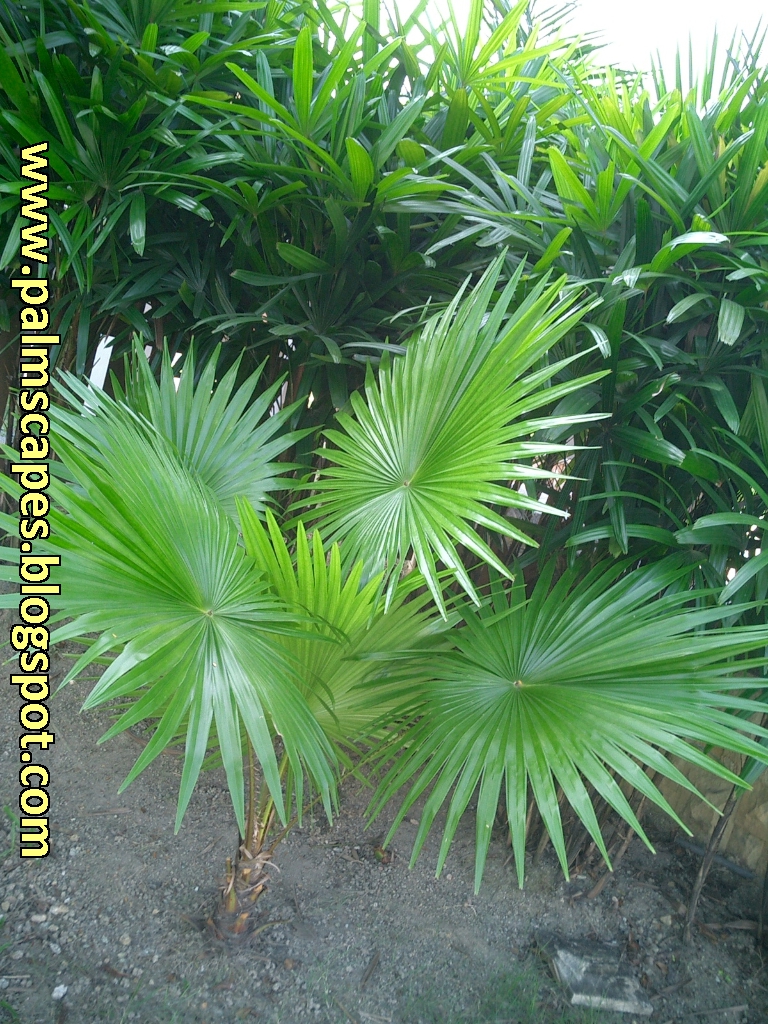 PalmScapes: The Round Leaf Fan Palm
