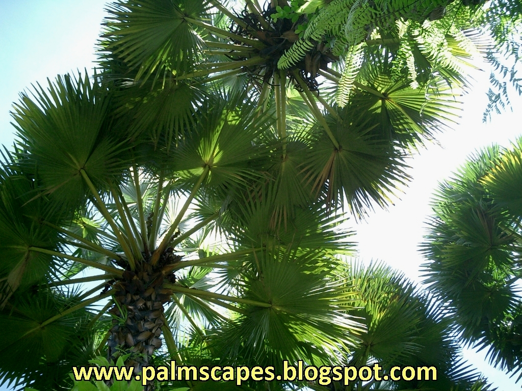 PalmScapes: The Asian Palmyra Palm #2