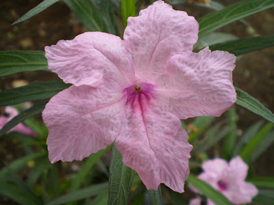 a lonely planet it is not: Litratong Pinoy: BULAKLAK (Flower)