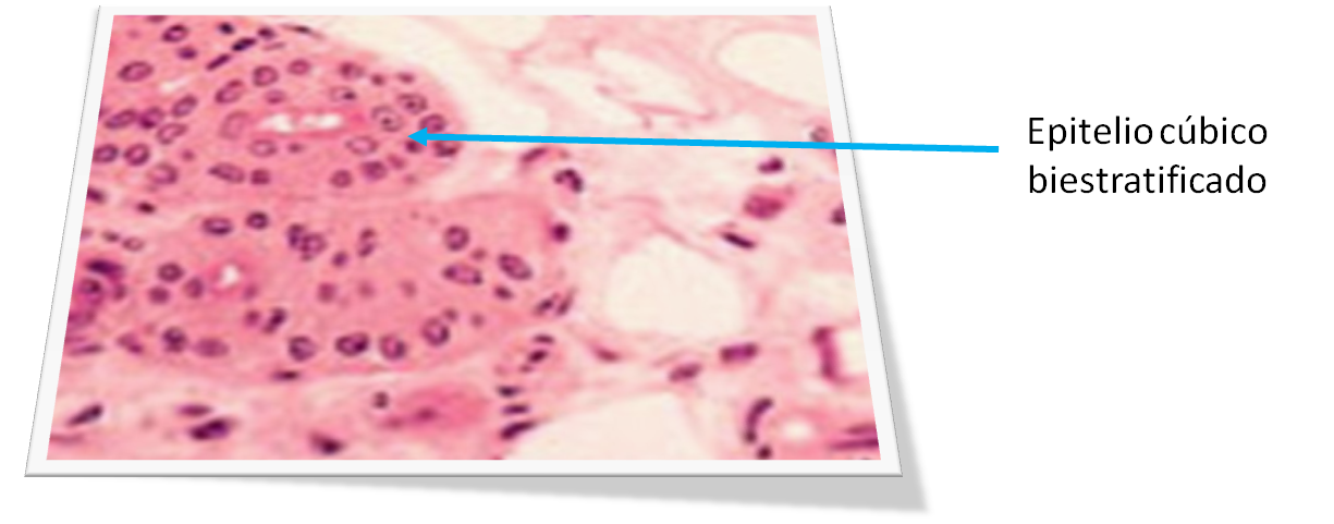 LABORATORIO DE HISTOLOGÍA