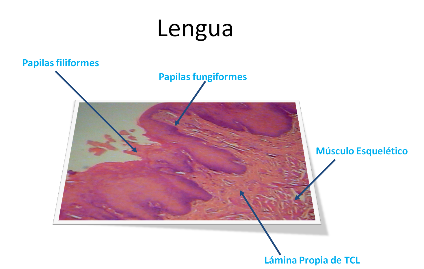 LABORATORIO DE HISTOLOGÍA