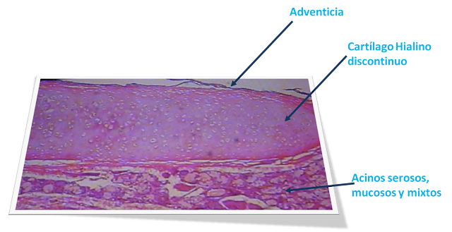 LABORATORIO DE HISTOLOGÍA