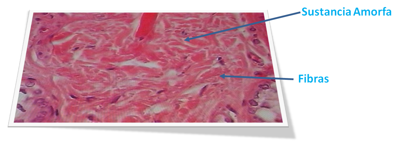 LABORATORIO DE HISTOLOGÍA