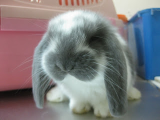 THUMP - The Farm: Our first batch of French Lop Babies - SOLD