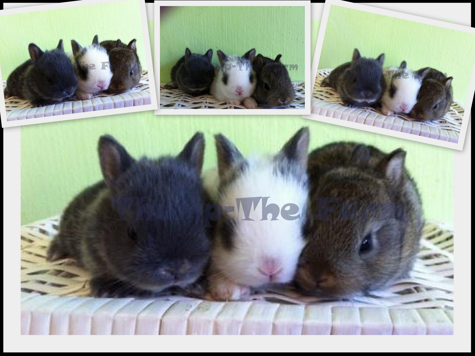 THUMP - The Farm: Premium Quality Netherland Dwarfs - SOLD