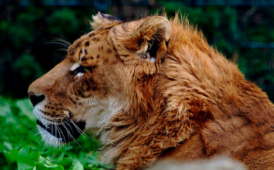 Mark of the Beast: Tigon