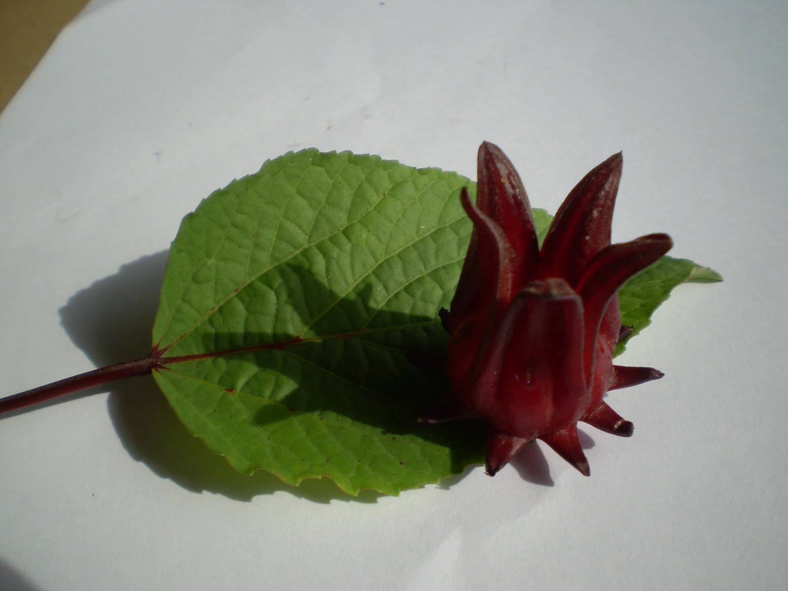 roselle: ROSELLE SEGAR/FRESH ROSELLE