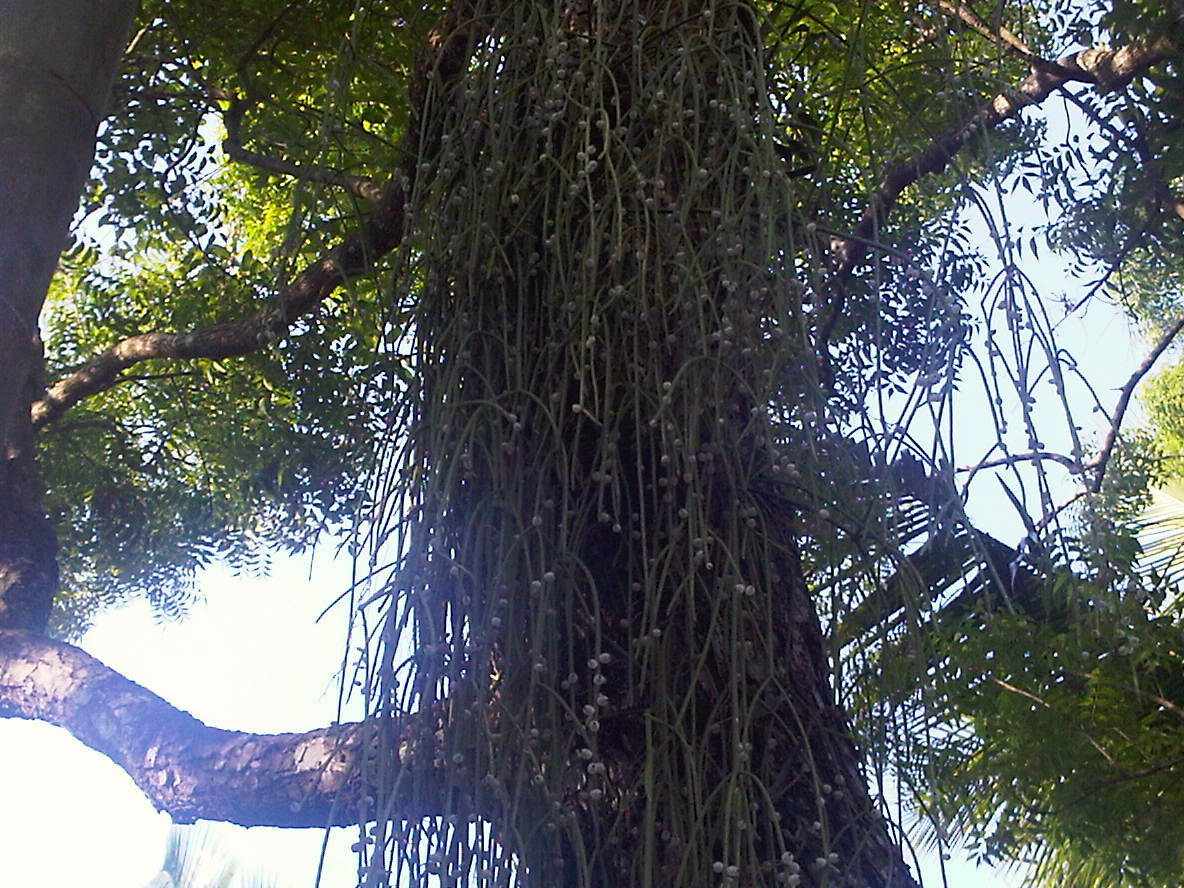 { GENTLING THE BULL }: නවහන්දි ( Nawahandi )