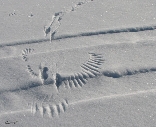 Into the Woods and Elsewhere: Blue skies, crisp air and great birds