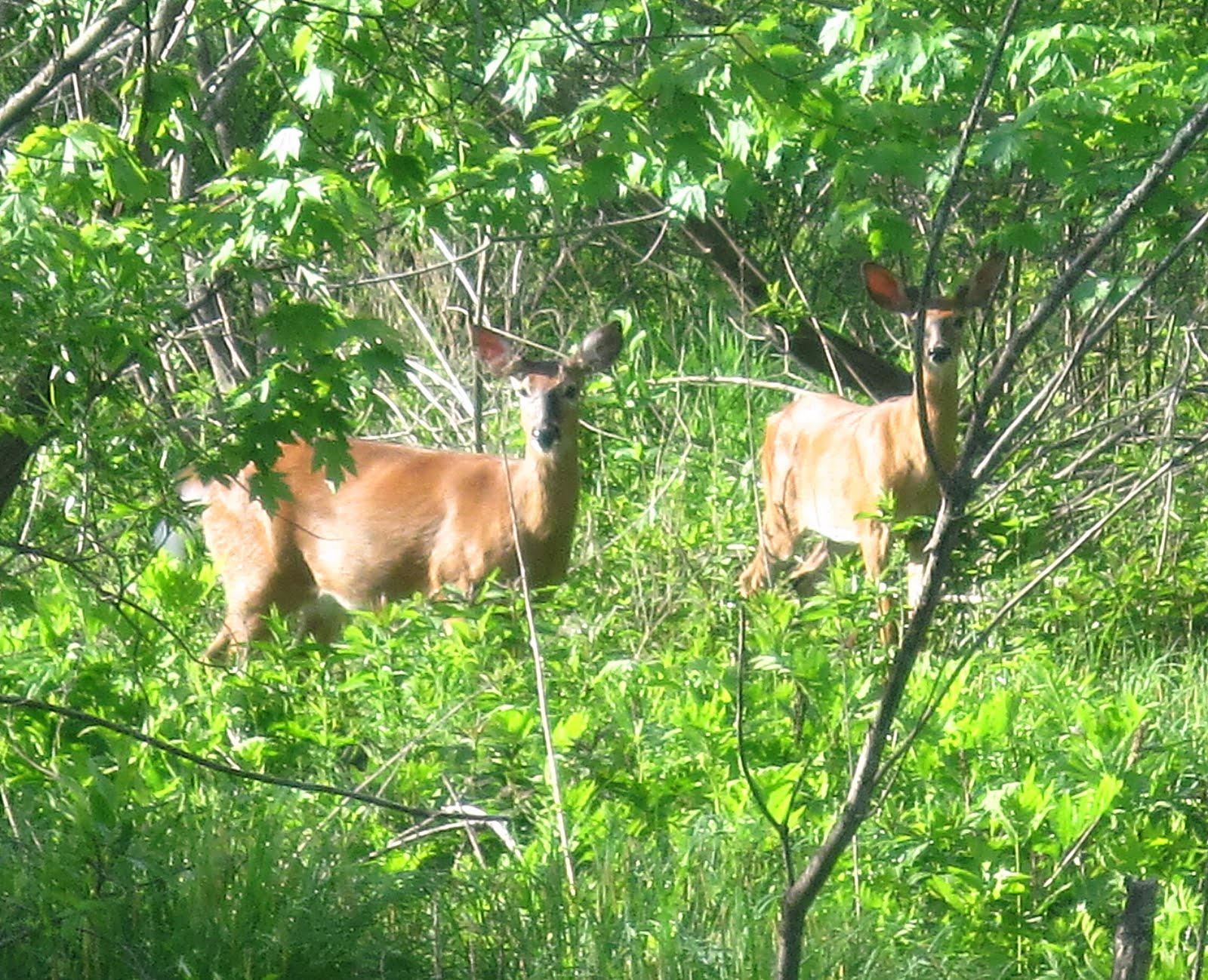 Facing Autism in New Brunswick: May 2010
