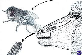 Protect Health.......Protect Life: Family Oestridae..Genus Oestrus ...