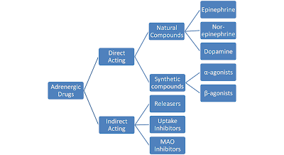 Protect Health.......Protect Life: Adrenergic Drugs..Pharmacology