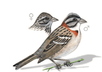 Solo Corrientes: LEYENDA DEL CHINGOLO