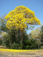 Sailing with the Suters: What's that neon-yellow tree?