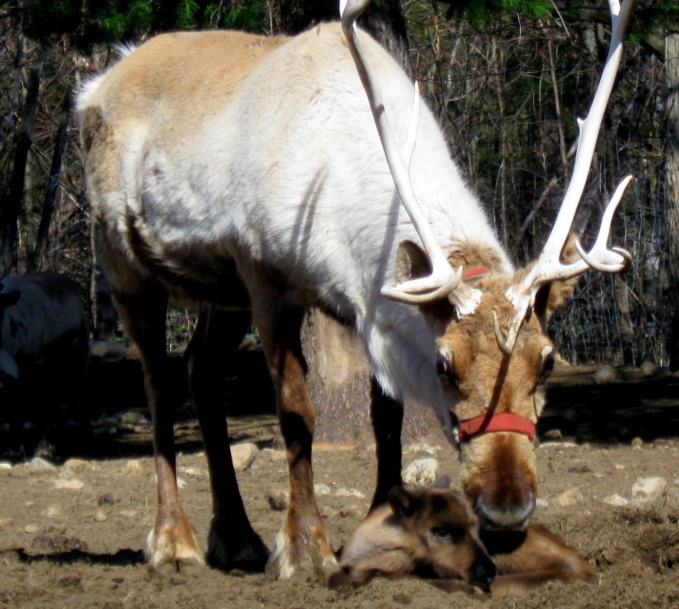 Mountain Mama: Baby Reindeer
