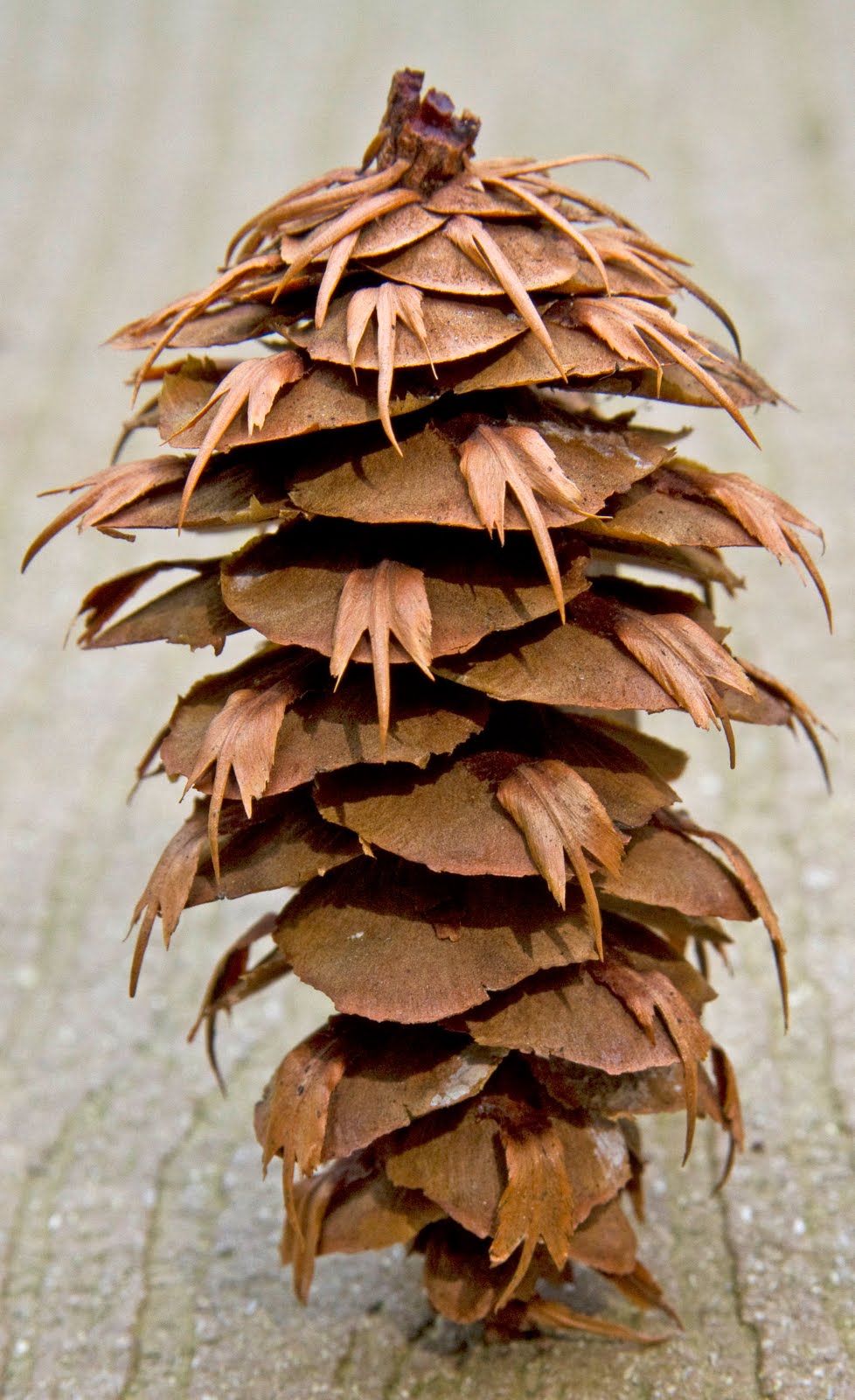 NWflora: Douglas Fir, Pseudotsuga menziesii