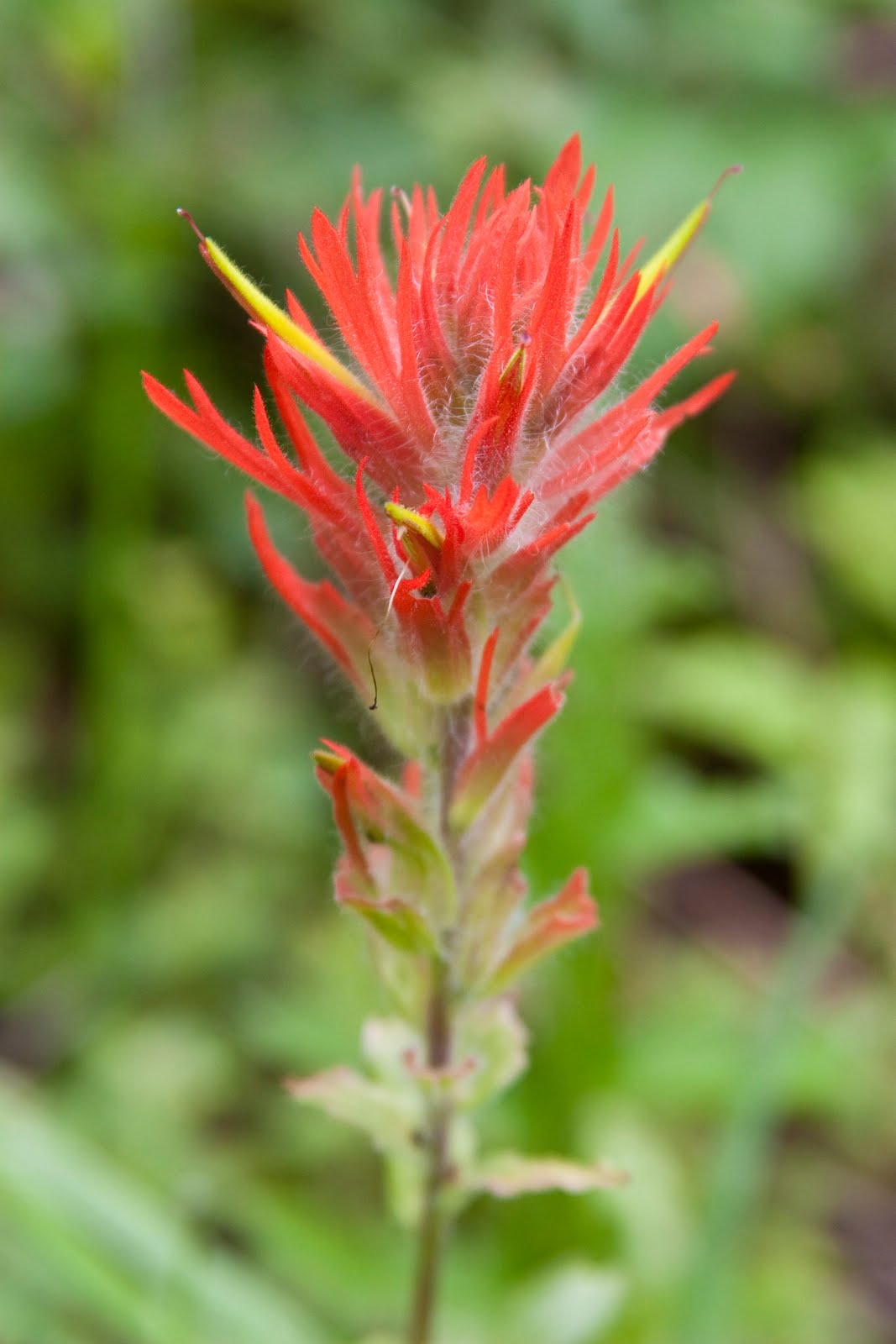 NWflora: Common Red Paintbrush, Castilleja miniata