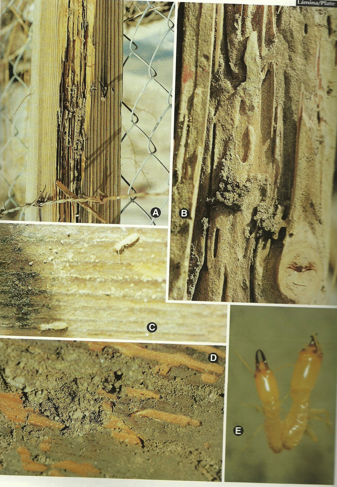 Entomologia Forestal: Insectos que se alimentan de la madera seca