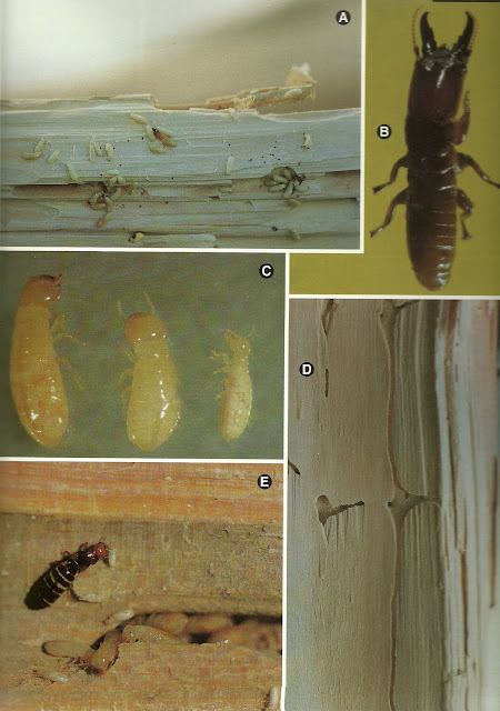 Entomologia Forestal: Insectos que se alimentan de la madera seca