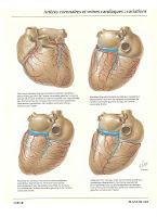 MEDITIC : Médecine et TICE: Anatomie du coeur