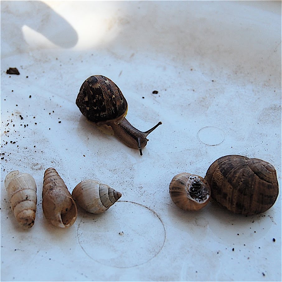 Backyard Snail Snapshots - Maker Mama
