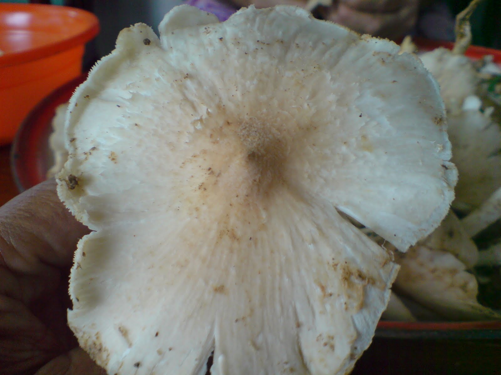 TERATAK SENJA: Cendawan Busut & Cendawan Racun