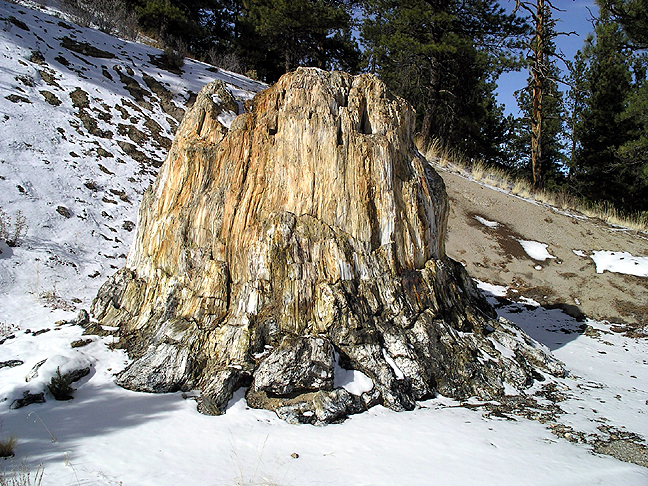 Colorado Earth Science: Florissant’s Sequoias: Redwood Giants of the Eocene