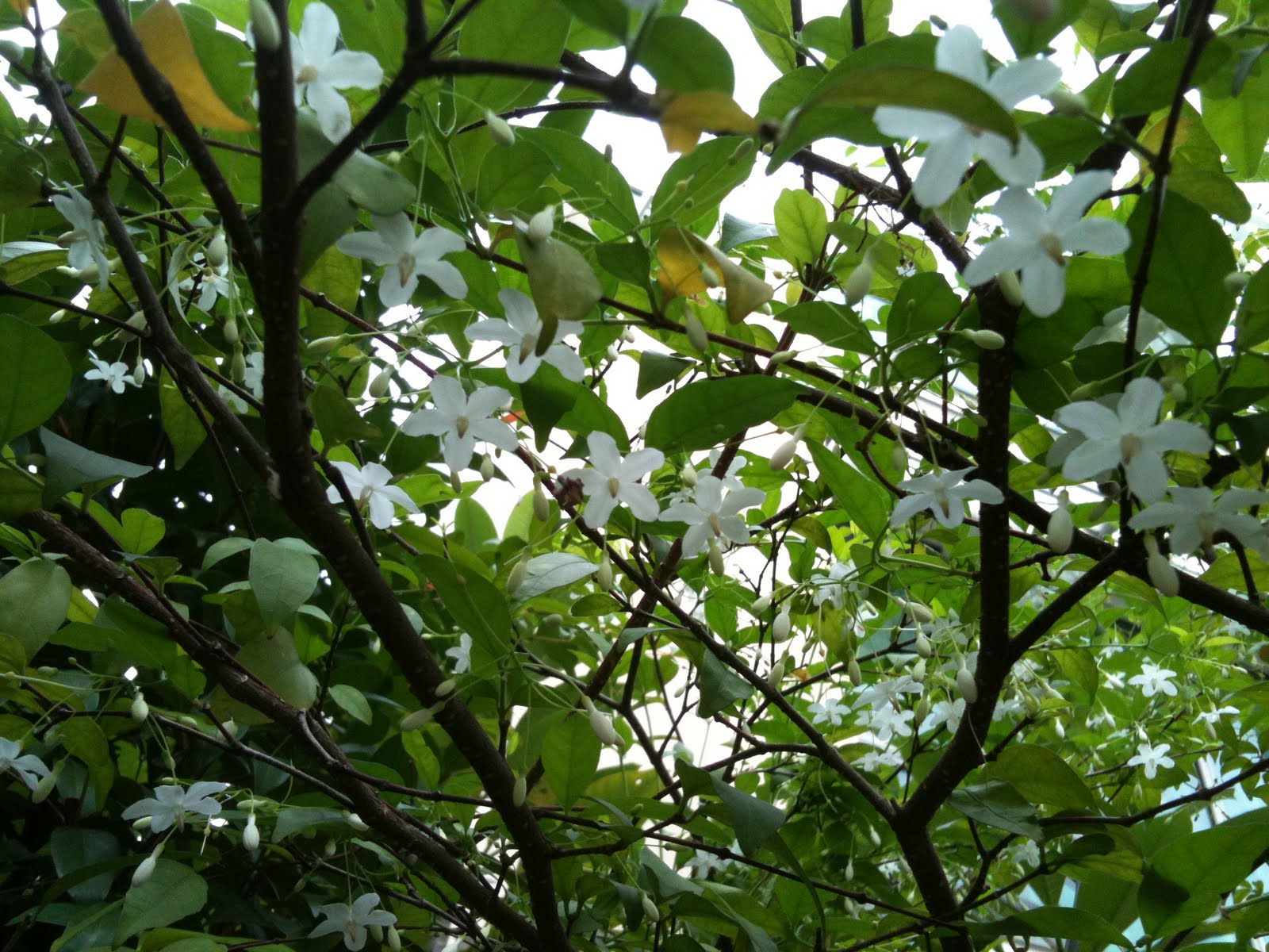 MG FILES: Jasmine Tree