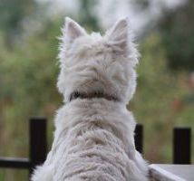 The Ruff Life: Hackles does NOT mean aggression...