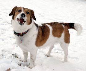 beauty pet: How to Teach an Excited Dog to Calm Down