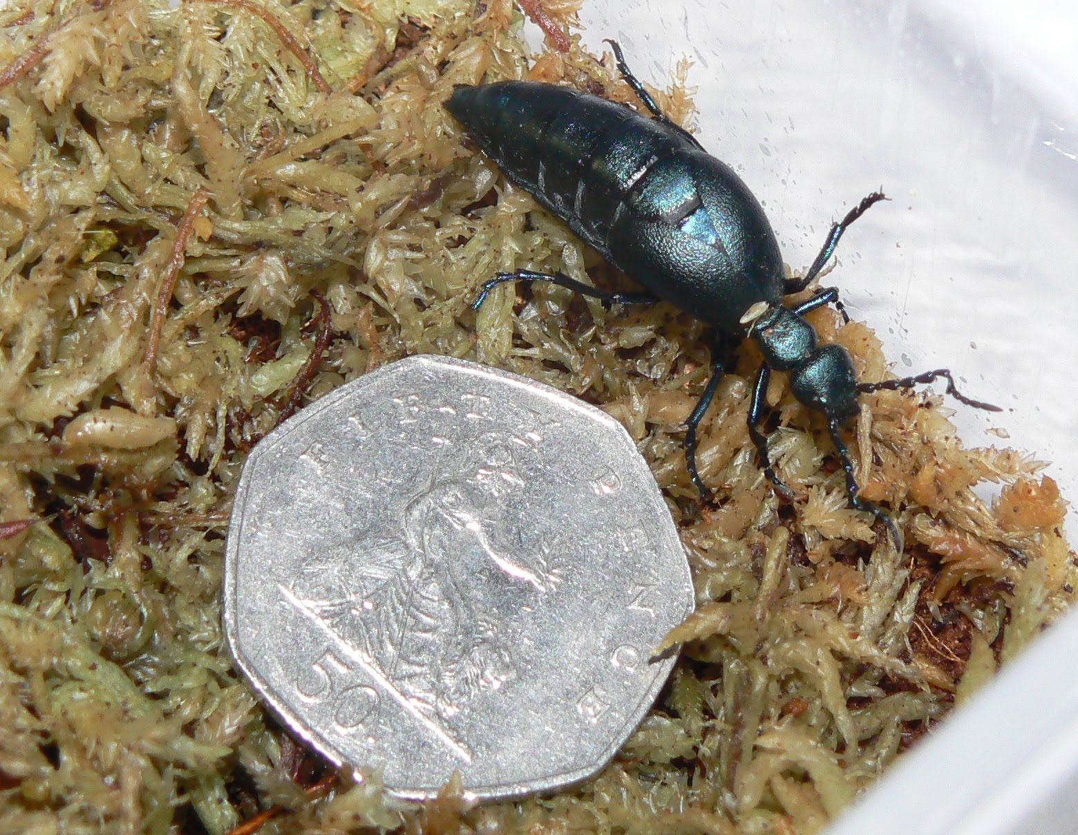 Dartmoor Zoo: Rare Beetle Sighting