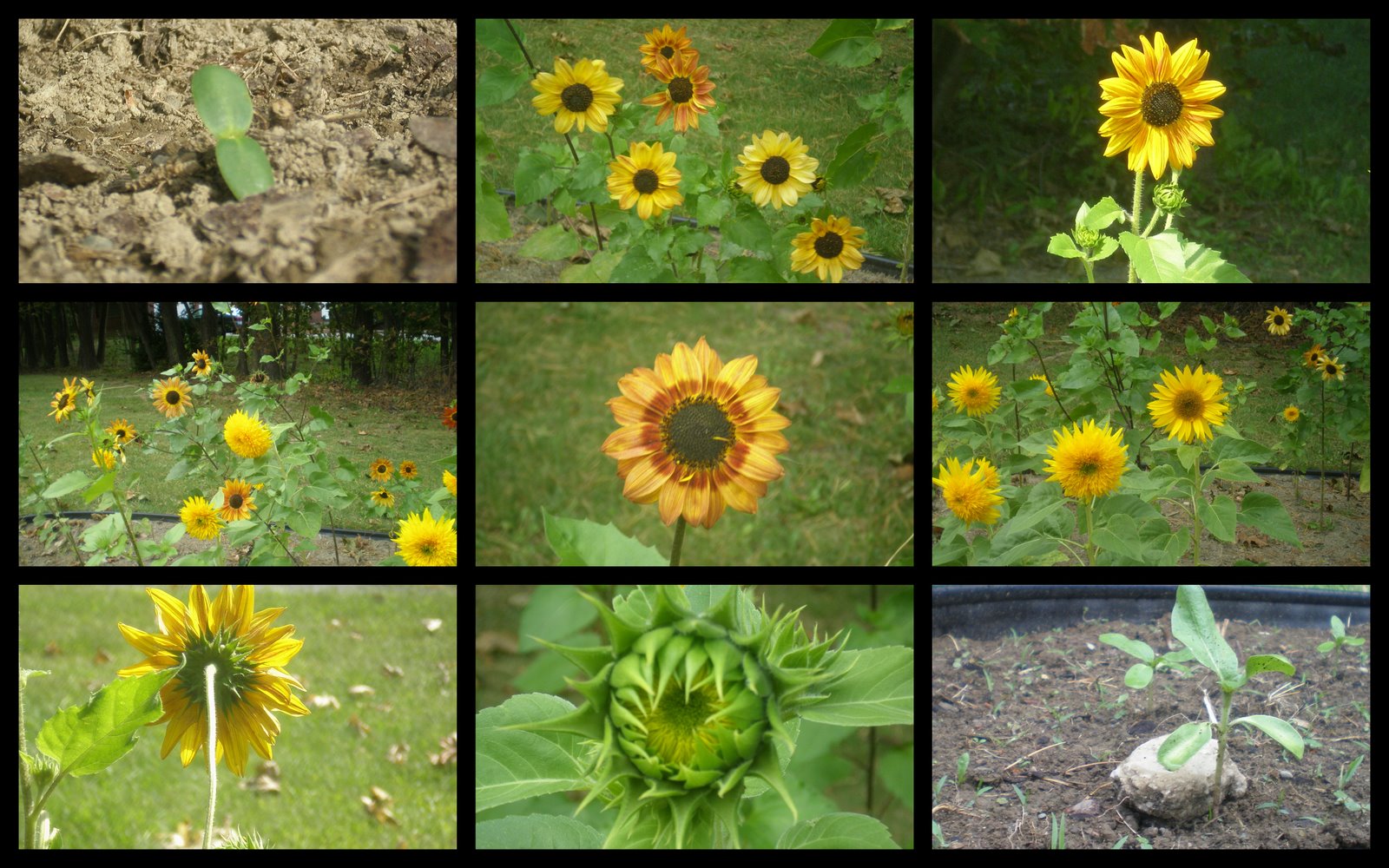 Journey Notes: Sunflower Collage