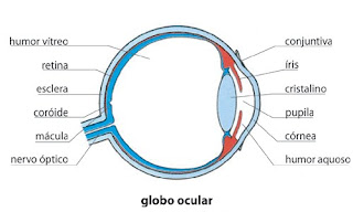 Visão: Como Enxergamos