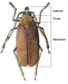 Los Coleopteros: LOS INSECTOS TODO UN MUNDO MISTERIOSO