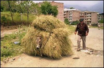 Crazy Funny Photos: Funny Overloaded Donkey Hay Photo