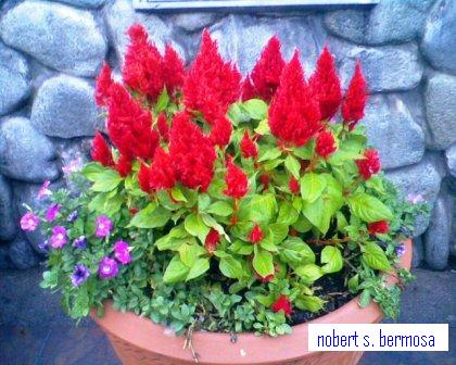 E2=Educational & Entertainment Hub: The Beautiful Flowers of Baguio ...