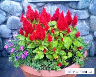 E2=Educational & Entertainment Hub: The Beautiful Flowers of Baguio ...